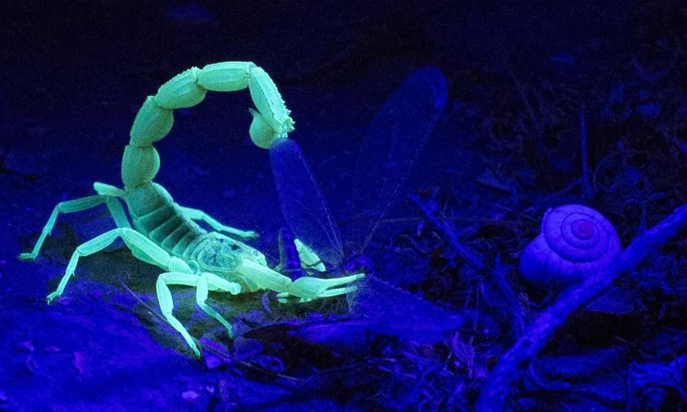 Your pictures: share your photos on the theme of ‘glow’