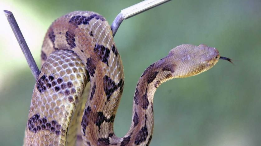 Snake Robot Capable of Treating Spinal Cord Injuries