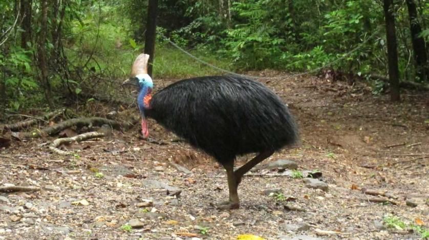 Most Dangerous Bird in World Kills US Owner