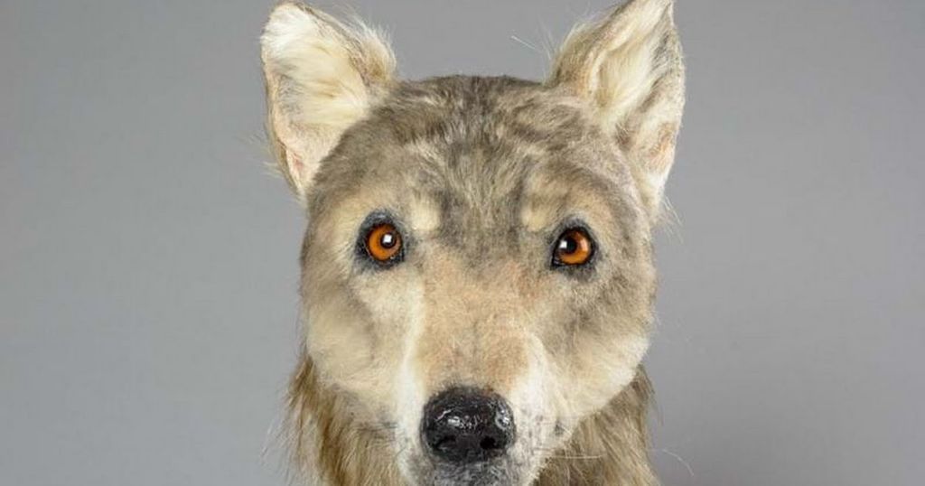 Face of 4,000-year-old DOG revealed for first time in…