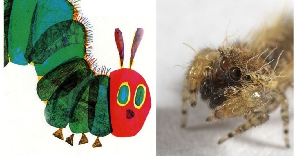 A new species of jumping spider has been discovered