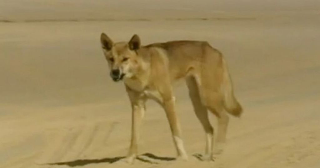 Hero dad fights off dingo who dragged 14-month-old son…