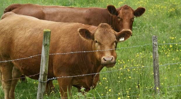 Beef Plan group hits out at 'toothless' farm…
