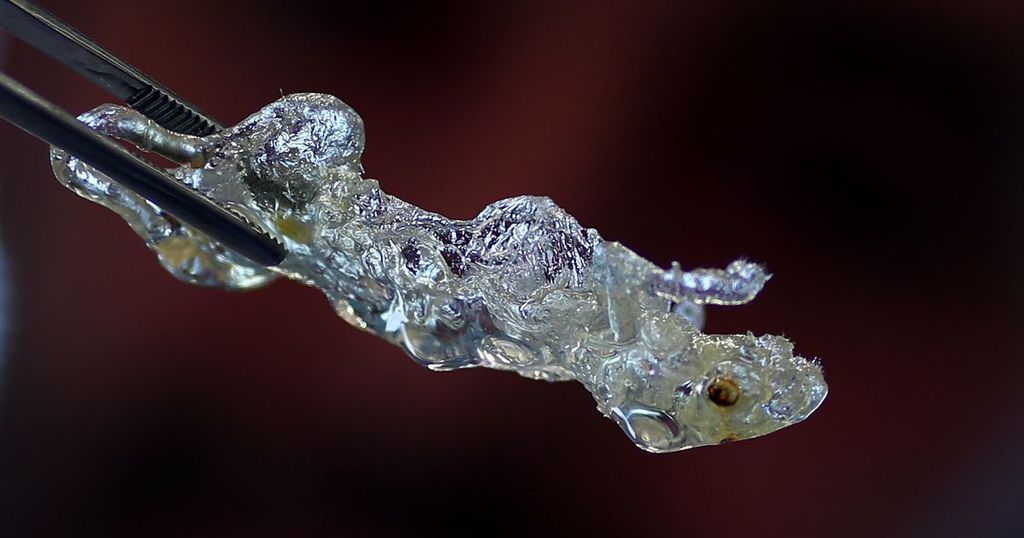 Scientists create TRANSPARENT mice and human organs in…