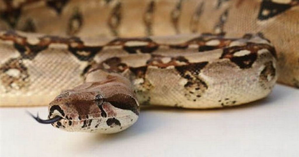 Huge boa constrictor snake discovered in Lurgan