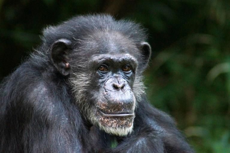 Video of chimpanzee 'scrolling through Instagram' goes…