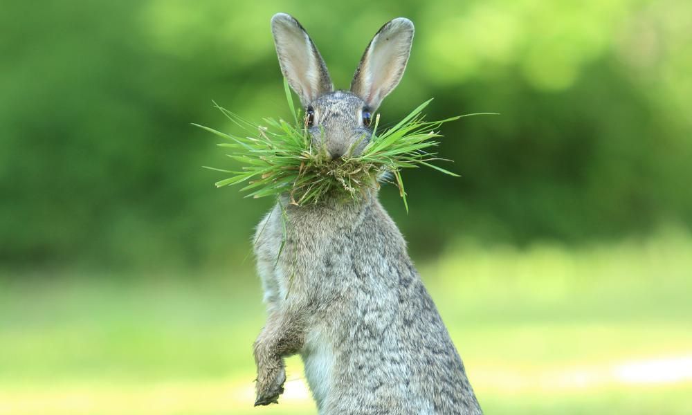 Hop into the history of ‘Roman’ rabbits