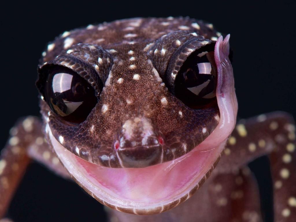 Rare and strange cold-blooded creatures captured in…