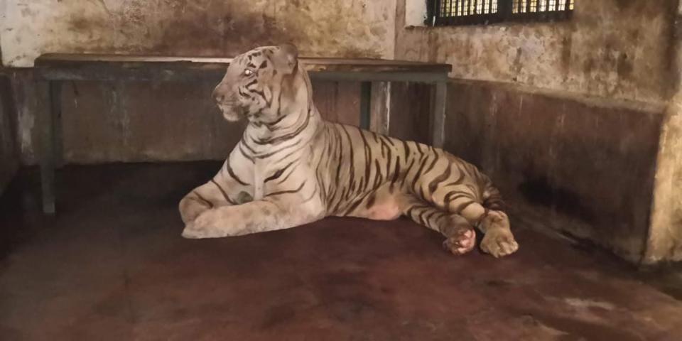 Bajirao, last captive white tiger at Mumbai’s national…