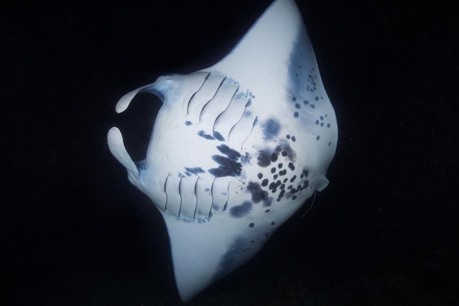 Sex And Mucus Uncovering Rays Secrets