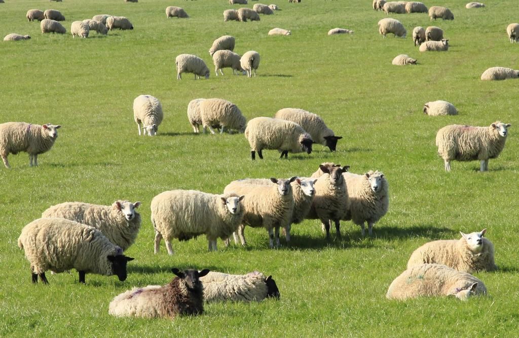 Sheep registered as pupils at French school in…