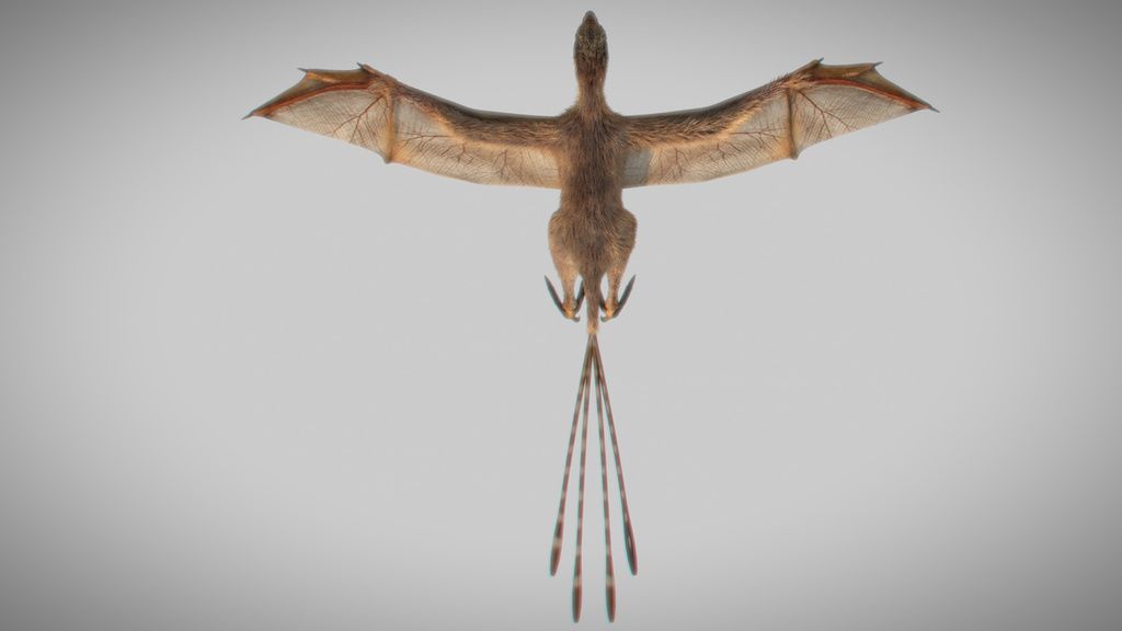 Bat-winged dinosaur was intriguing detour in evolution…