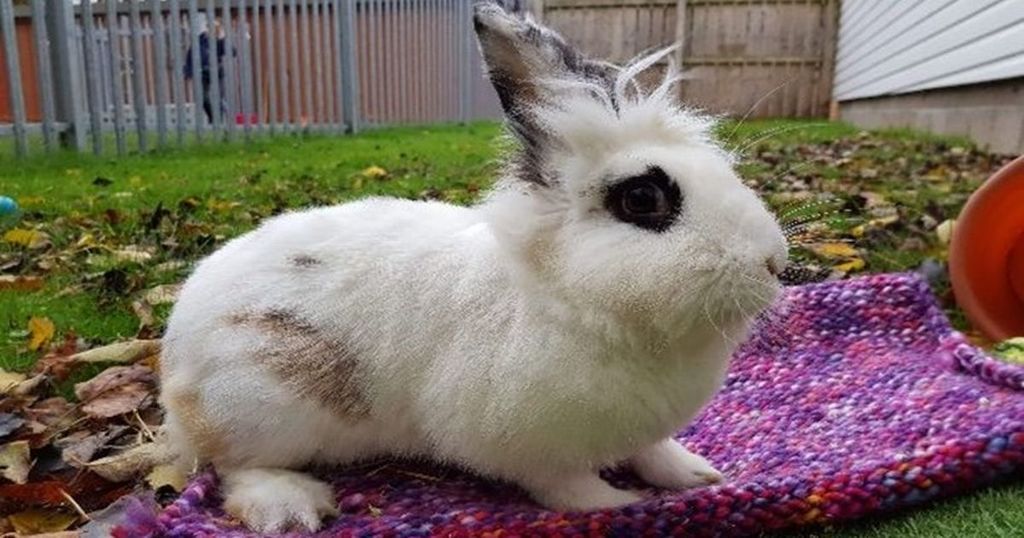 Scottish SPCA make appeal for a forever home for Allie…