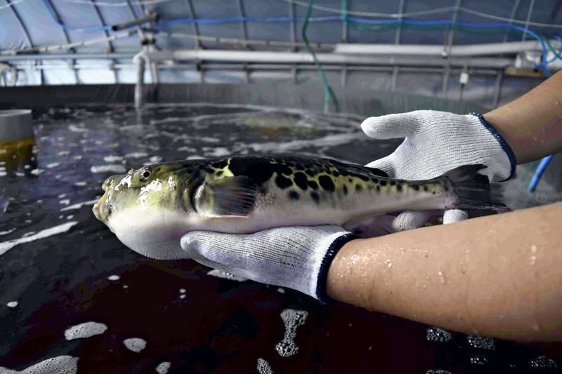 Japanese company cultivates pufferfish in hot spring…