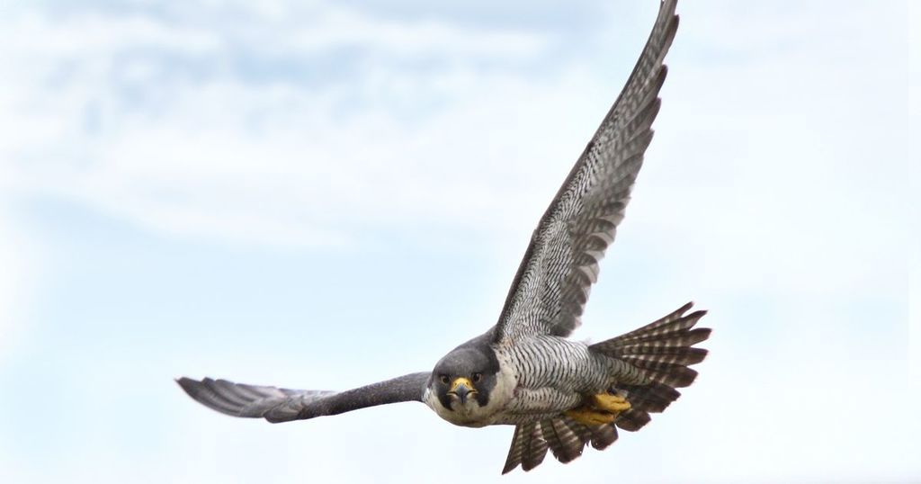 Peregrine falcon shot dead with air rifle at reservoir