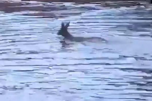 Deer spotted swimming and galloping... through…
