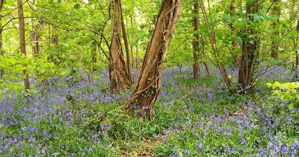 Seven stunning National Trust places to visit in and…