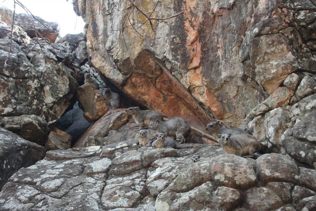 Spot The Rock Hyrax: Amusing Optical Illusions And…