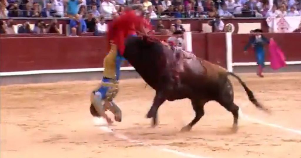 Matador's leg impaled by bull's horn after he tried to…