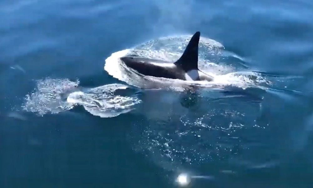 Very rare sighting of orca off Cape Cod captured in…