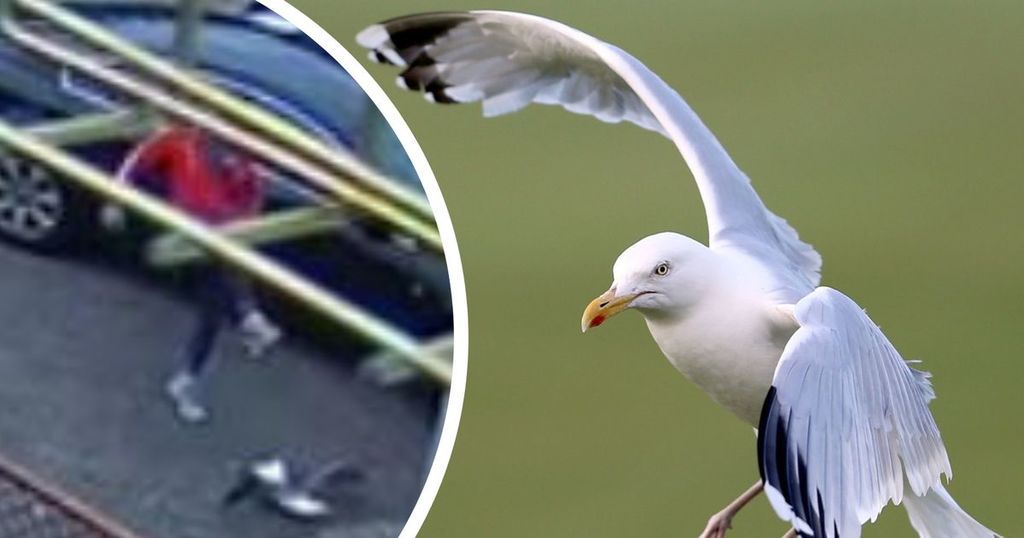Man filmed kicking seagull to death in 'horrific'…