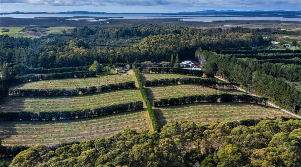 New Zealand's biggest avocado orchard for sale
