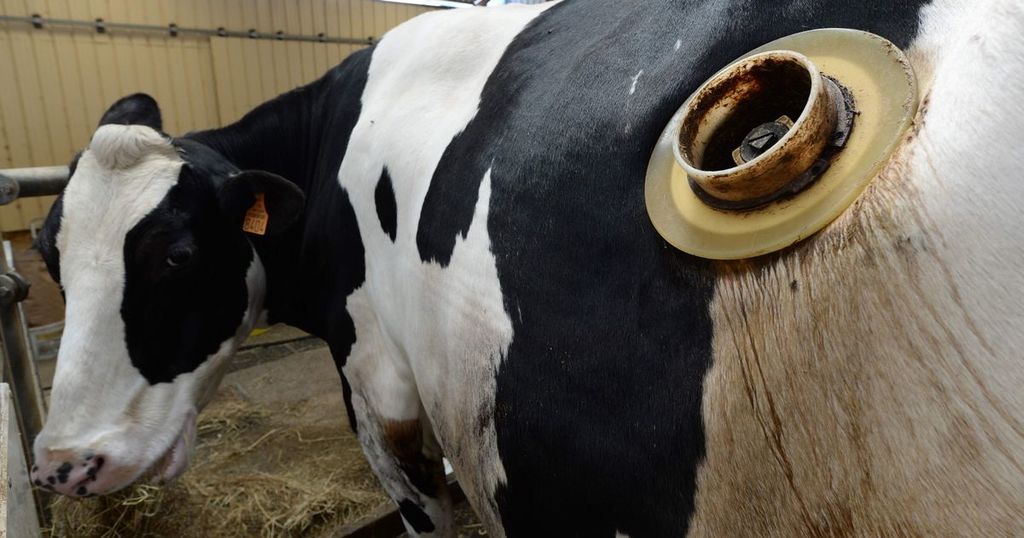 Undercover footage shows cows with 'portholes'…