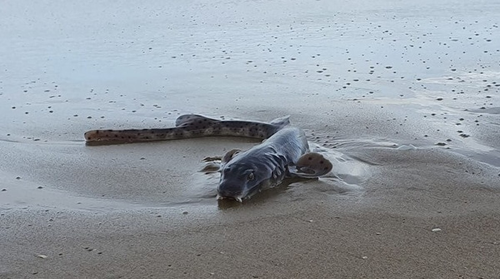 Locals stunned by bizarre creature washed up on…
