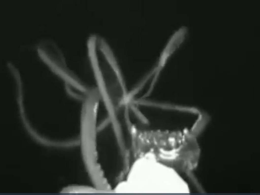 Giant squid with blue blood and three hearts captured…