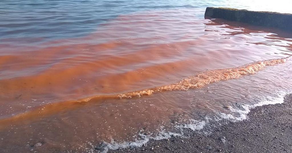 Strange 'red tide' on Dublin beaches as hot weather…
