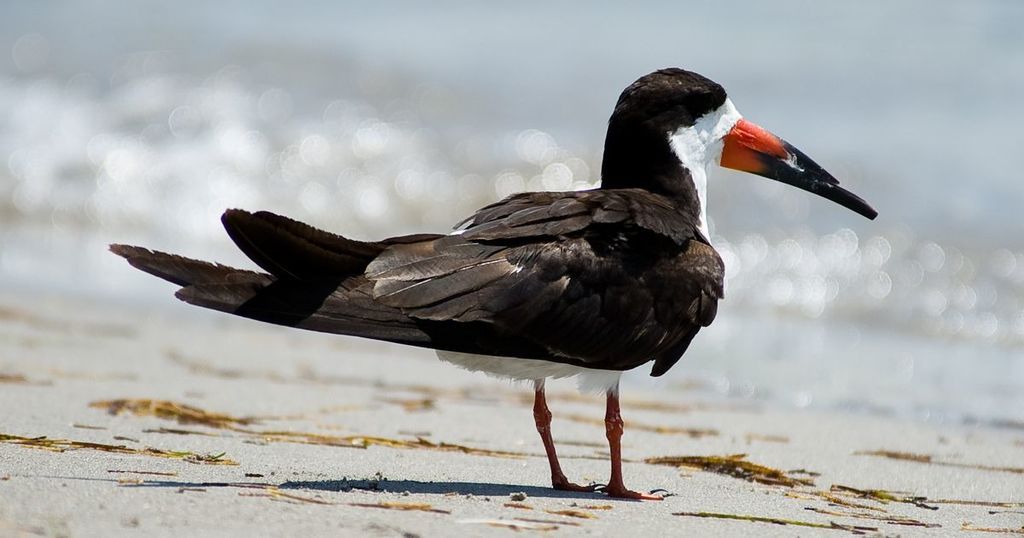 Bird spotted feeding chick cigarette butt in…