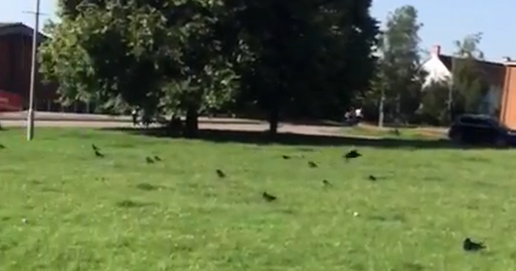 Watch hundreds of crows descend outside Greggs leaving…