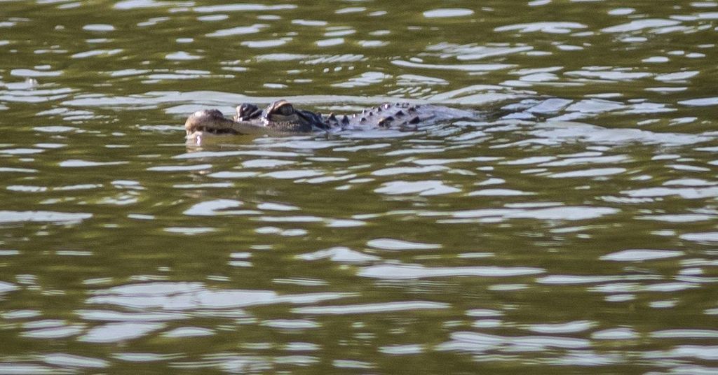 A timeline of the search for the alligator seen…