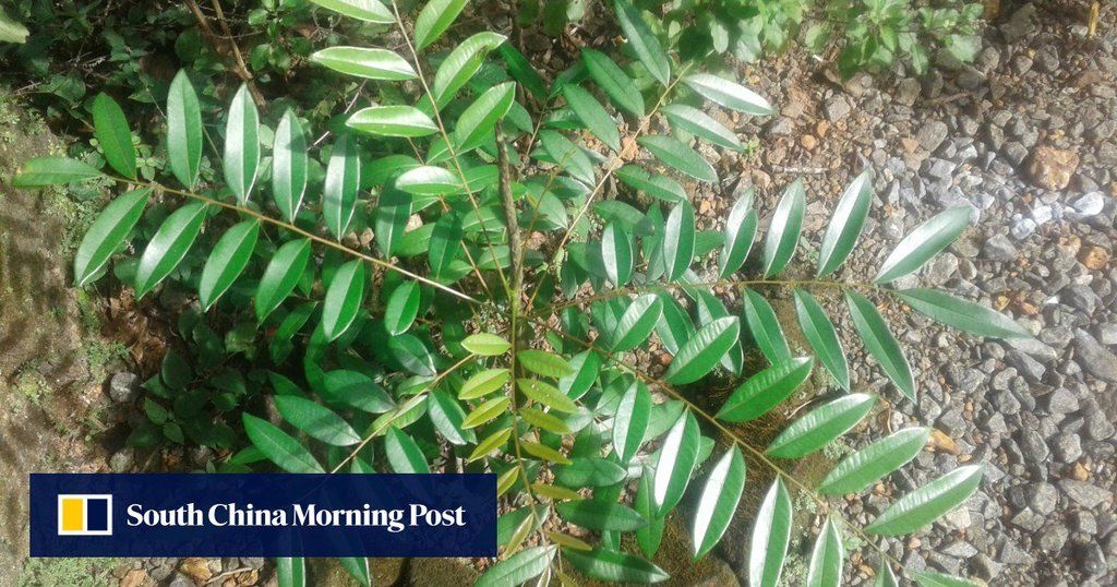 The paradise tree, its health benefits and how…