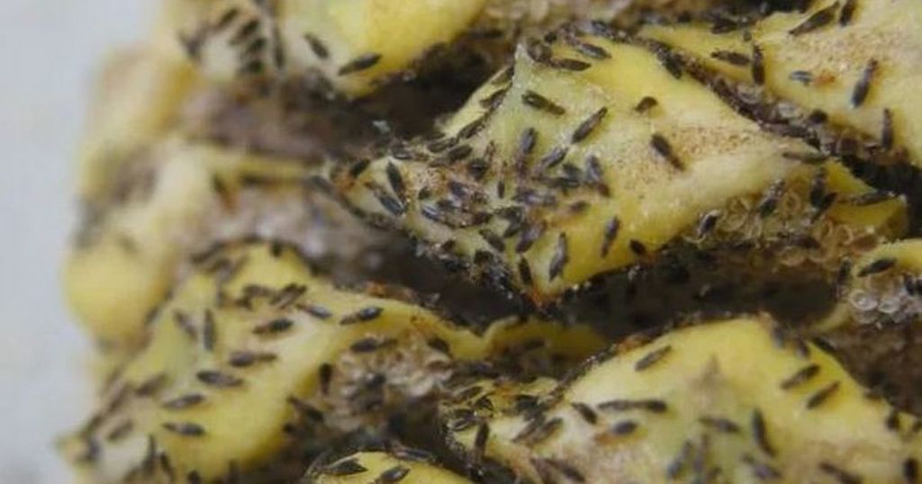 What are thunderbugs and why they are popping up…