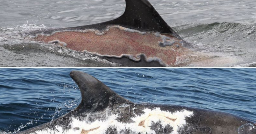 Incredible footage of 'Spirtle' the dolphin swimming…