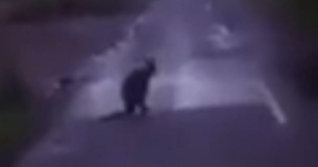 Hilarious footage shows kangaroo hopping around Irish…