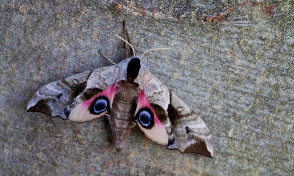Country diary: spectacular moths are the dark stars of…