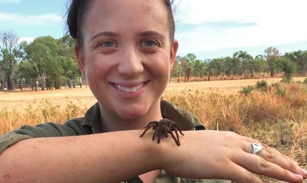 Seven new species of Australian spider discovered…
