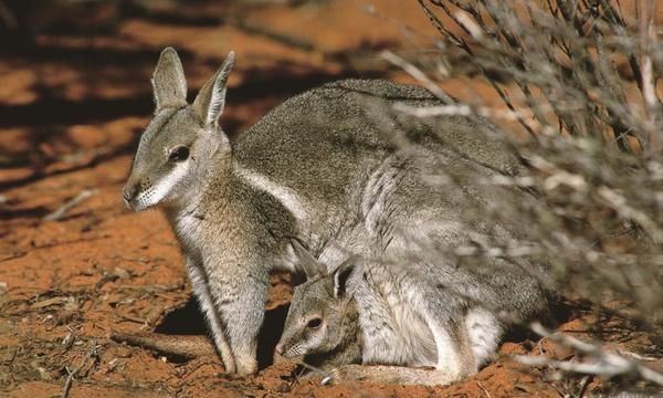 Australian native mammals to be reintroduced to NSW…