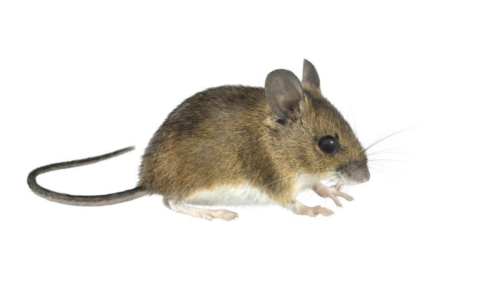 Trump slams 'rat-infested' district – but his own…