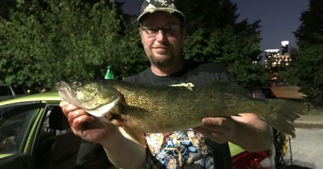 A rare and big walleye on the Chicago lakefront: A bit…