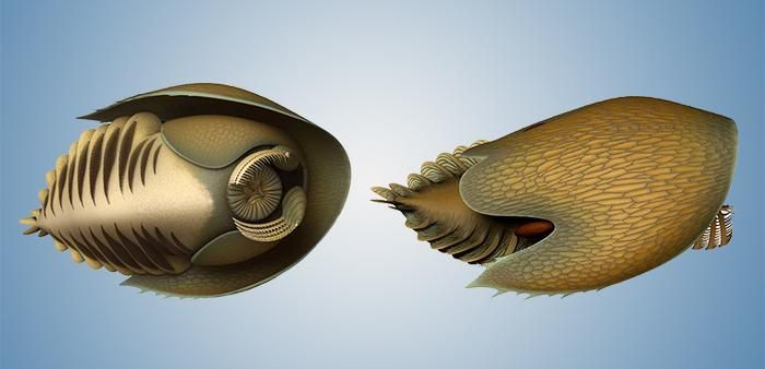 500-Million-Year-Old Species Named After Star Wars…