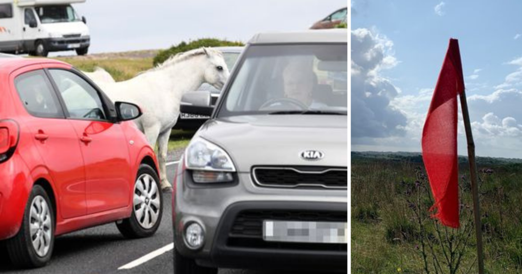 The sad explanation behind the red flags placed around…