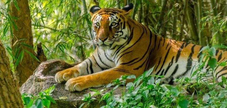 Survey indicates tiger presence in Palamau Tiger…
