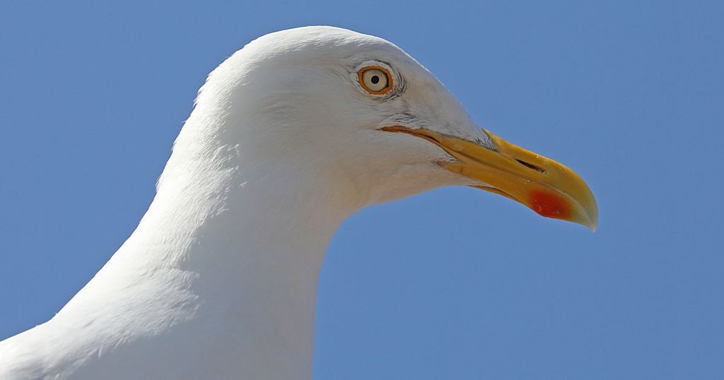 Man left in shock as he captures the moment a seagull…