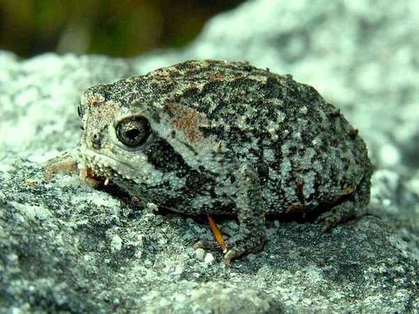 Eleven new species of rain frogs discovered in…