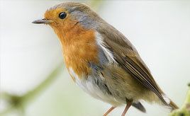 A British flutter: Chirpy Robin is voted as Britain's…