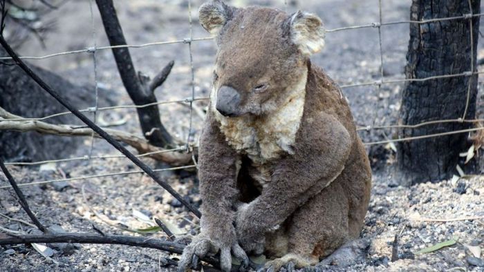 Wildlife struggling to cope with bushfires coupled…