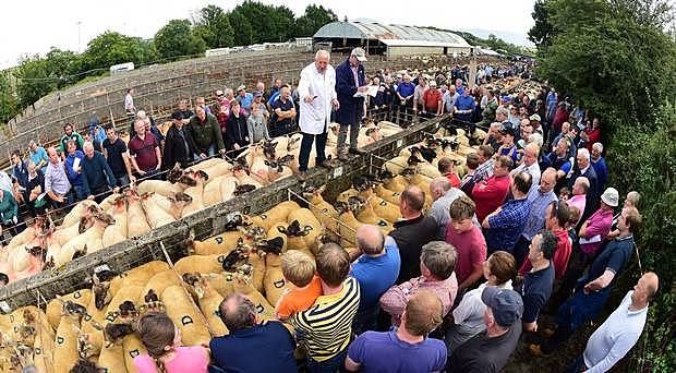 Tommy Boland: Rational analysis proves sheep meat…